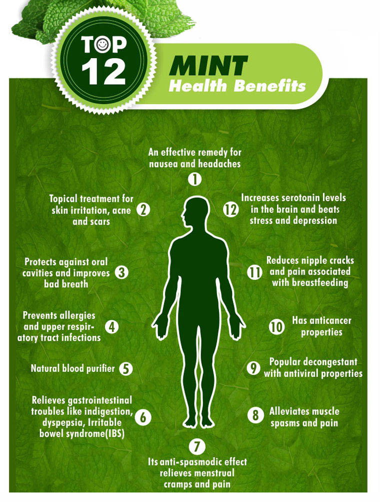 Mint Leaves The Various Health Benefits Of A Refreshing Herb HTV
