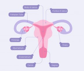 Women's Health: 4 Cancers That Affect Only Women - HTV